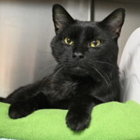 Meet Our Adoptable Pets!