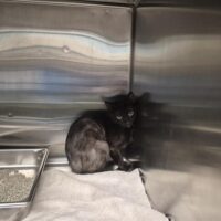 Meet Our Adoptable Pets!