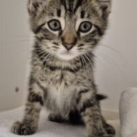 Meet Our Adoptable Pets!