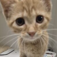 Meet Our Adoptable Pets!