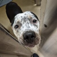 Meet Our Adoptable Pets!