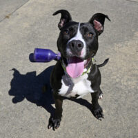 Meet Our Adoptable Pets!