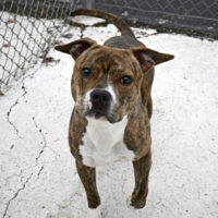 Meet Our Adoptable Pets!