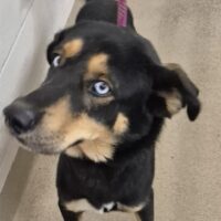 Meet Our Adoptable Pets!