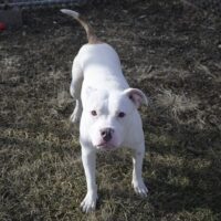 Meet Our Adoptable Pets!