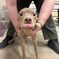 Meet Our Adoptable Pets!