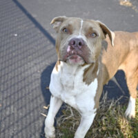 Meet Our Adoptable Pets!