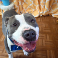 DMCASF | Pet Listings