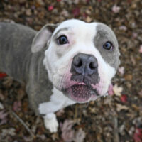 Meet Our Adoptable Pets!