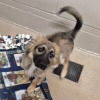 Meet Our Adoptable Pets!