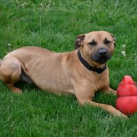 Meet Our Adoptable Pets!