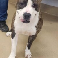 Meet Our Adoptable Pets!