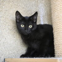 Meet Our Adoptable Pets!