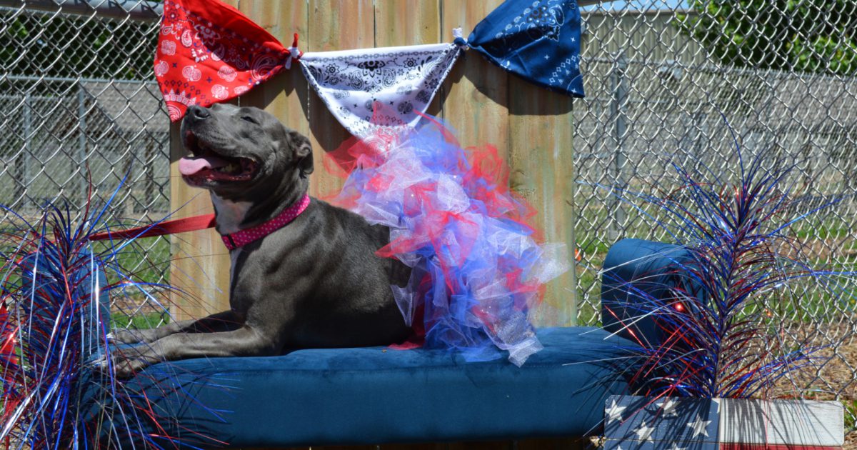 DMCASF | Pets for Patriots & Veteran Adoptions