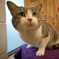 DMCASF | Pet Listings